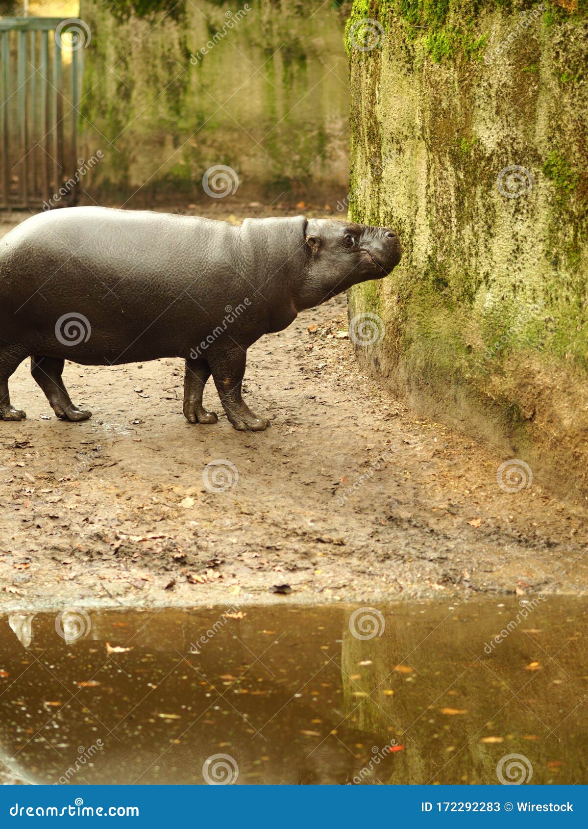 Vertical Shot of a Hippo Standing Next To the Water Stock Image - Image ...