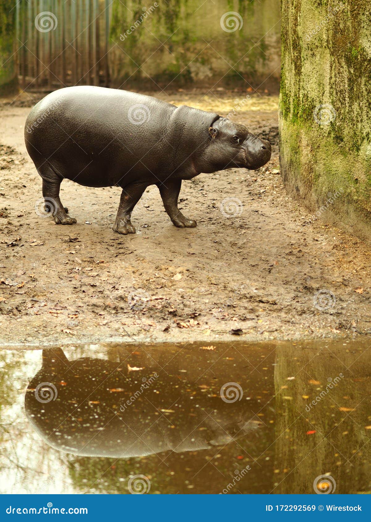 Vertical Shot of a Hippo Standing Next To the Water Stock Image - Image ...