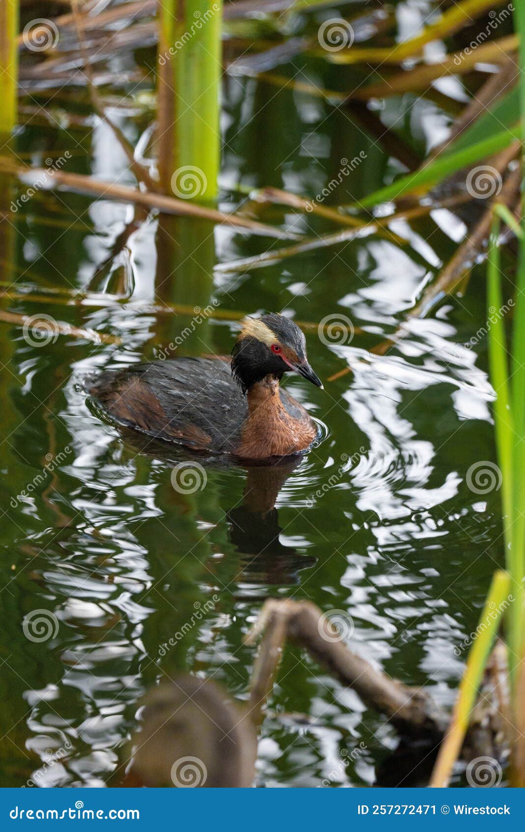 Vertical Shot of a Horned Grebe Duck Swimming in a Pond Stock Image ...