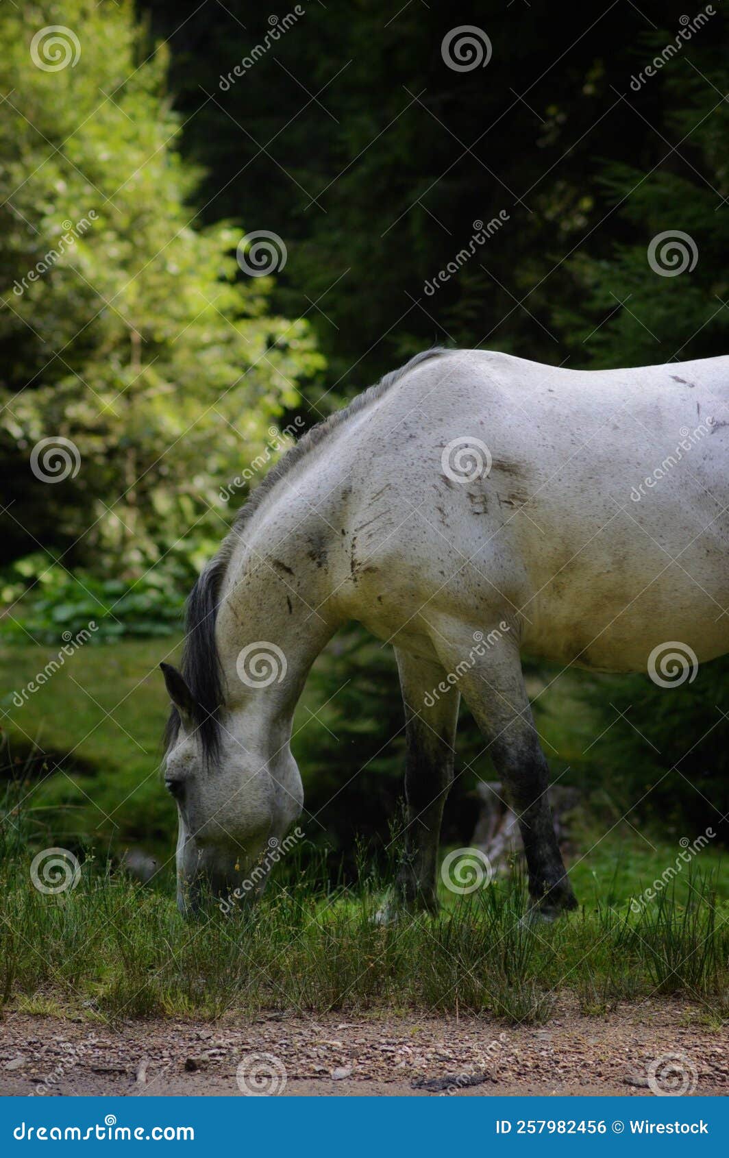 Vertical Shot of Horse Grazing in Pasture Stock Photo - Image of ...