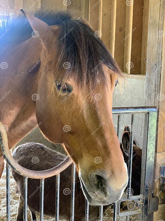 Vertical Shot of a Horse Inside a Stable Stock Photo - Image of horse ...