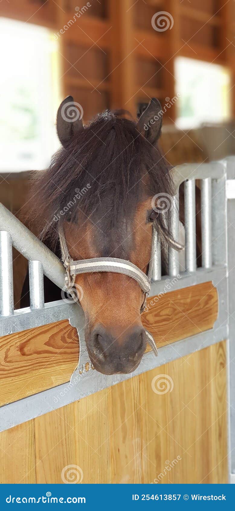 Vertical Shot of a Horse Standing in a Dutch Stable with Blurred ...