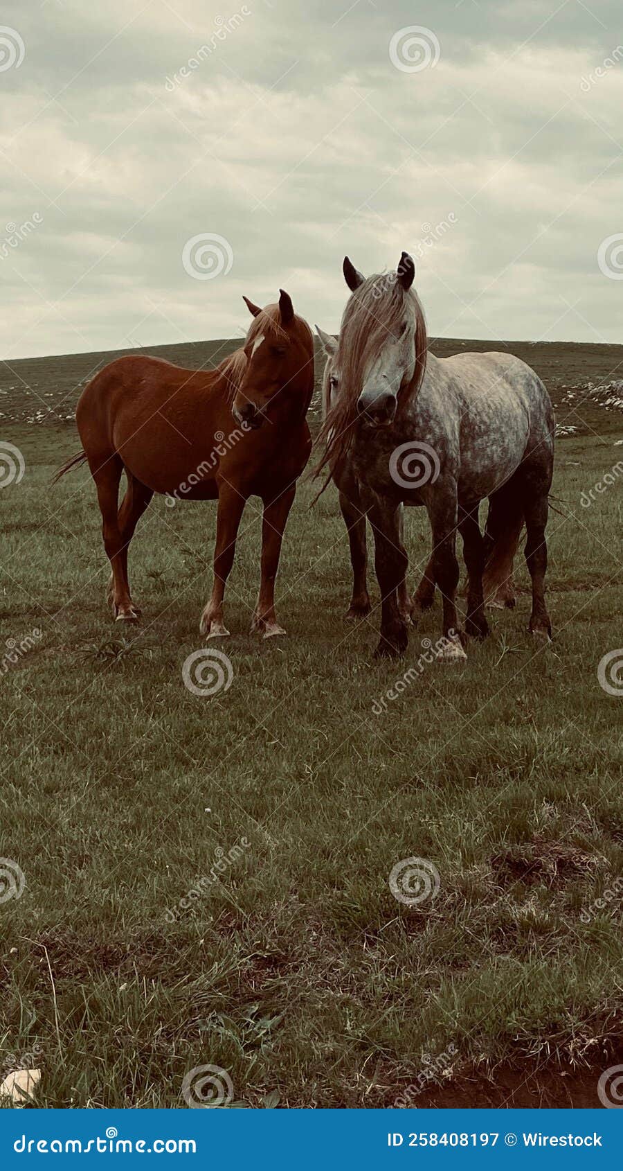 Vertical Shot of Horses on a Field Stock Image - Image of equestrian ...