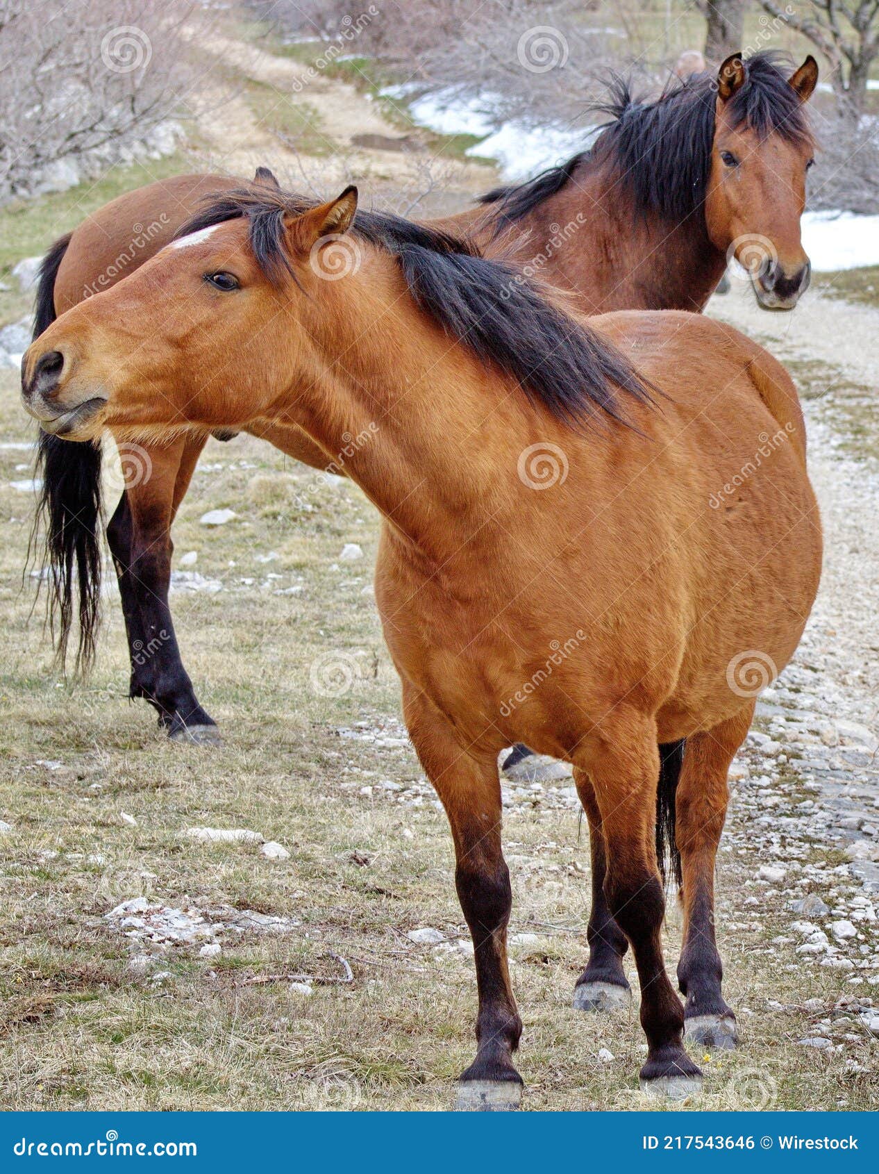 Vertical Shot of Horses on a Large Meadow Stock Photo - Image of field ...