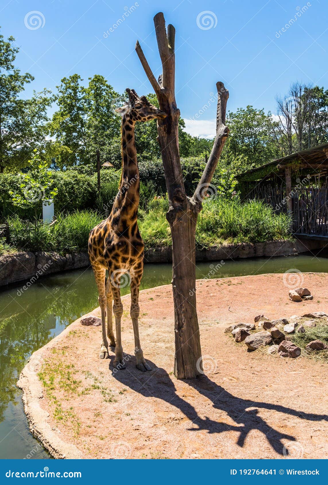 Vertical Shot of a Huge Giraffe Standing in the Zoo at Daytime Stock ...