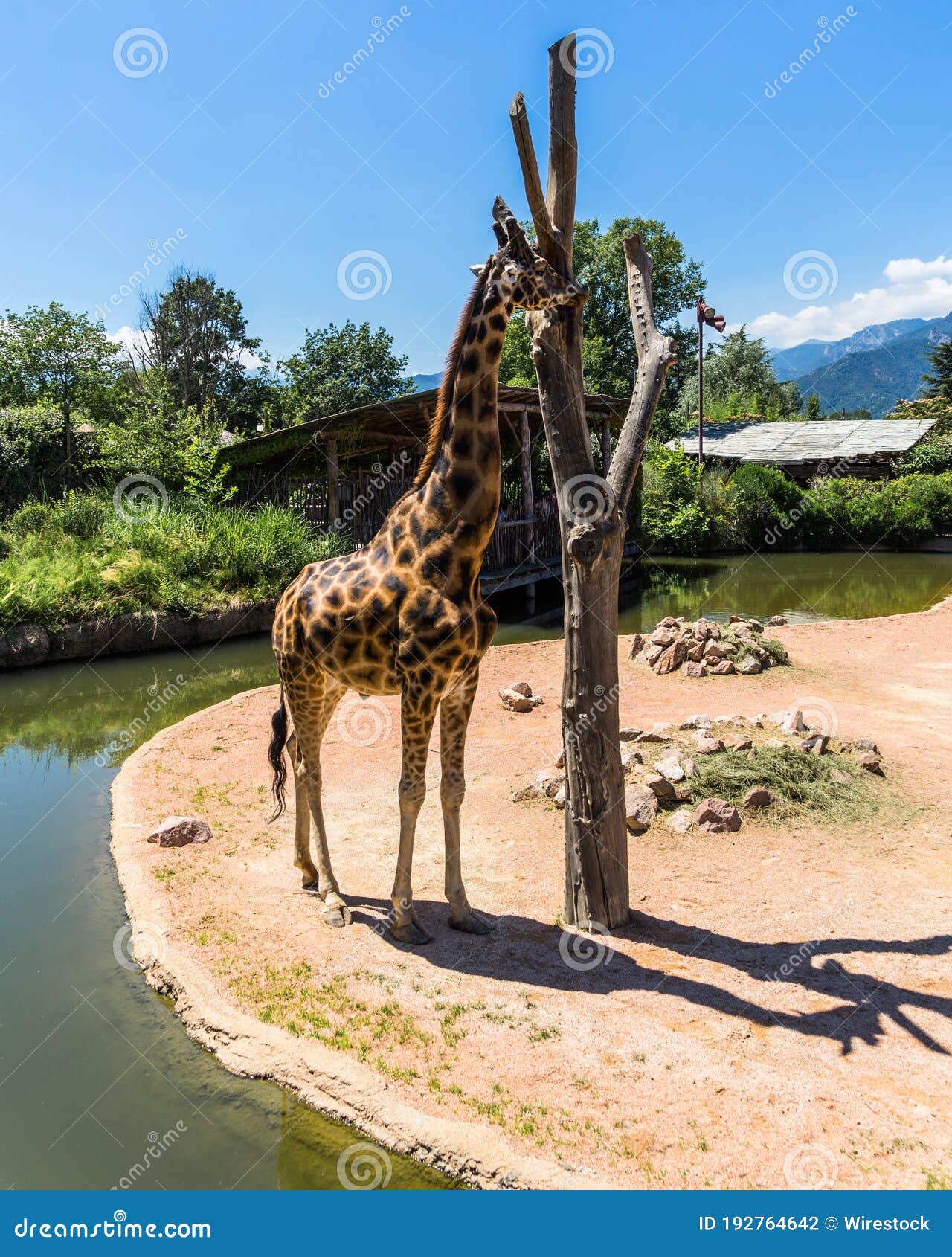 Vertical Shot of a Huge Giraffe Standing in the Zoo at Daytime Stock ...