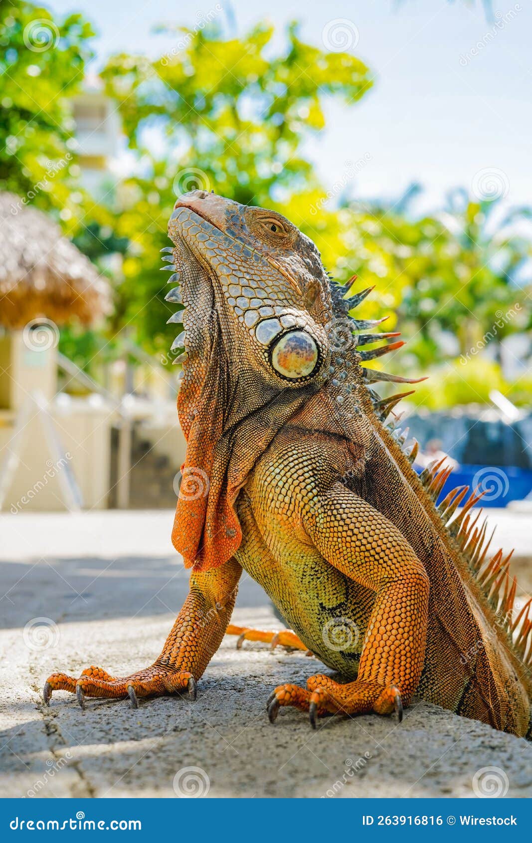 Vertical Shot of an Iguana Basking in the Sun Stock Photo - Image of ...