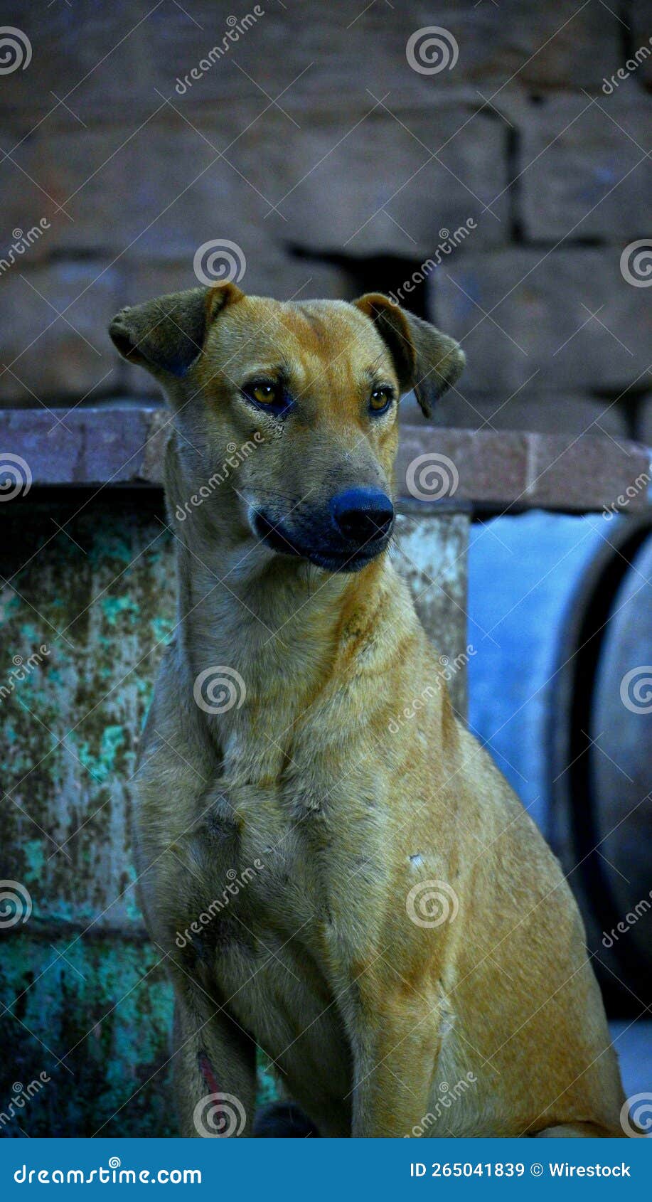 Vertical Shot of an Indian Pariah Dog on the Wall Stock Image - Image ...