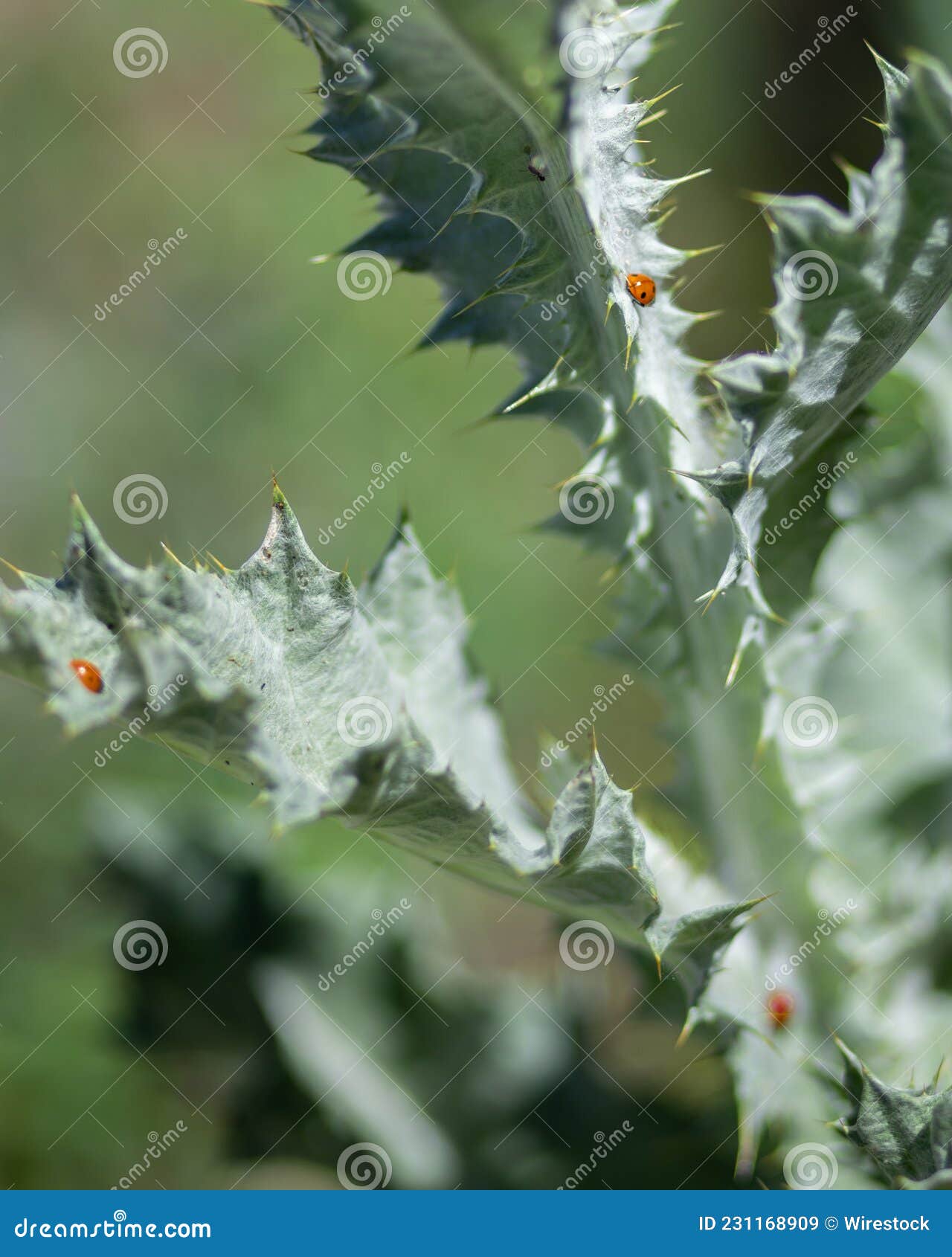 Vertical Shot of Insects on a Plant Stock Image - Image of environment ...