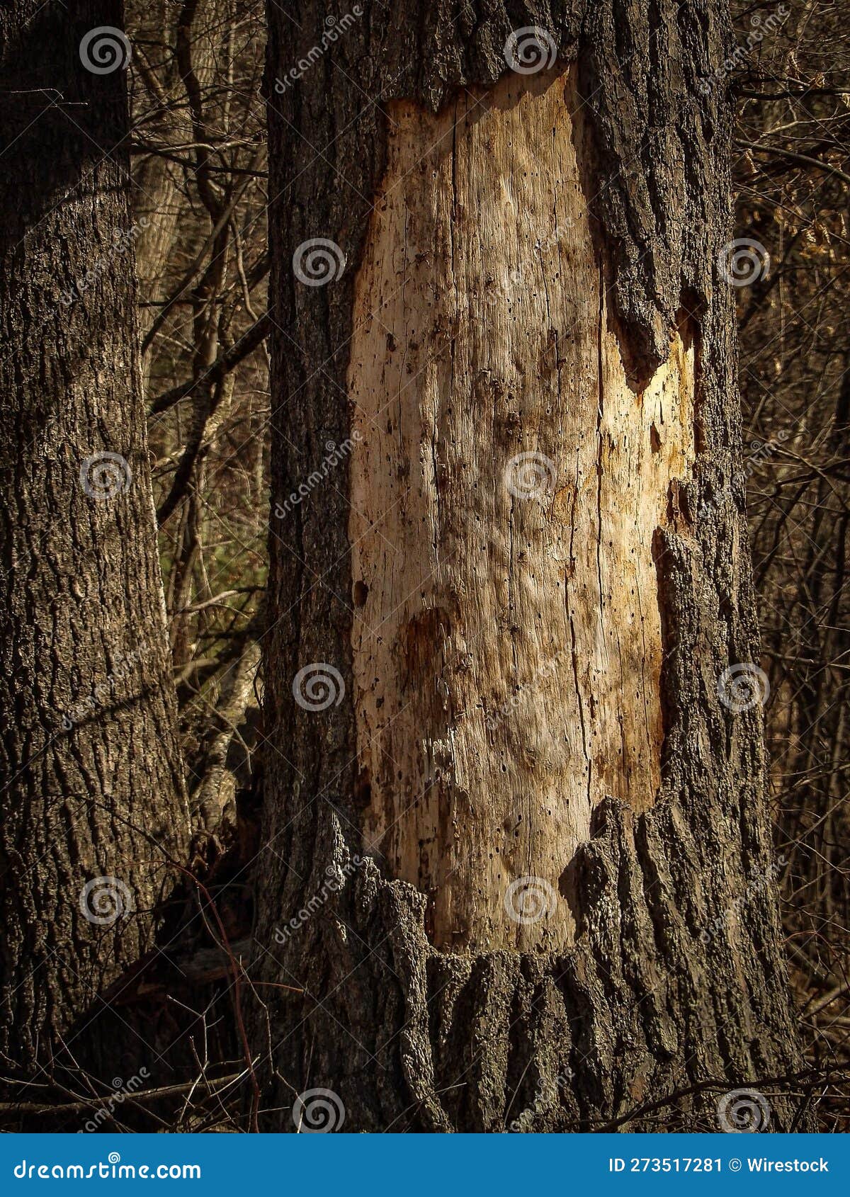 Vertical Shot of an Isolated Dead Tree Stump in a Rustic Forest Setting ...