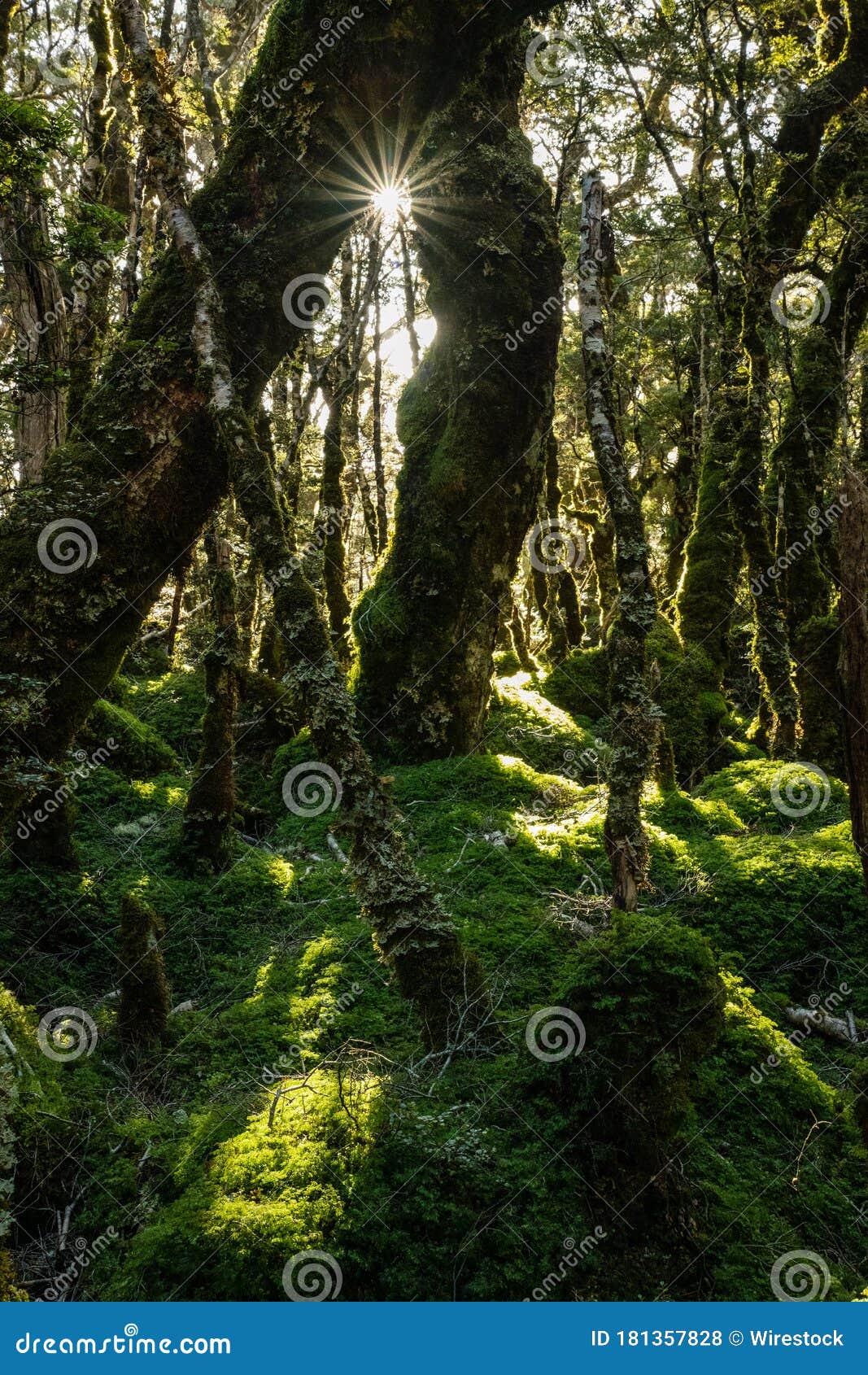 Vertical Shot of a Jungle with Trees Covered with Moss Stock Photo ...