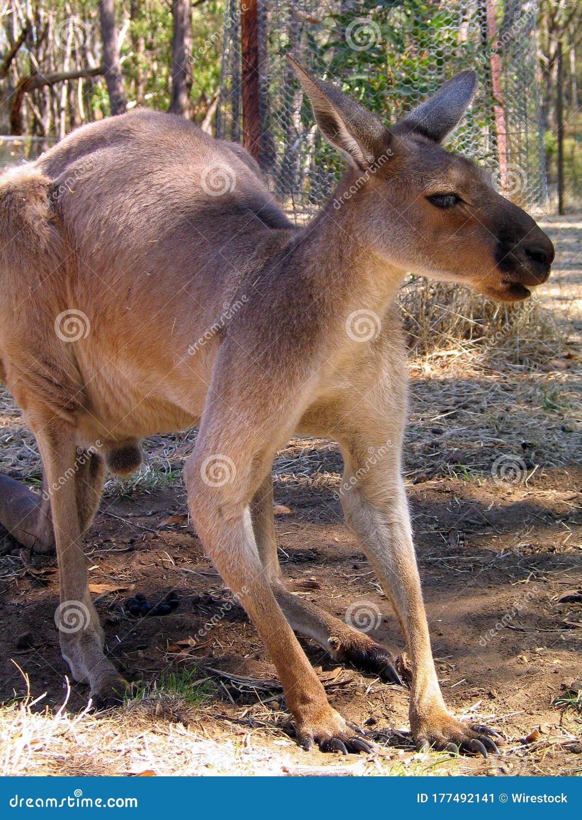 Red Kangaroo-Australia Royalty-Free Stock Photography | CartoonDealer ...