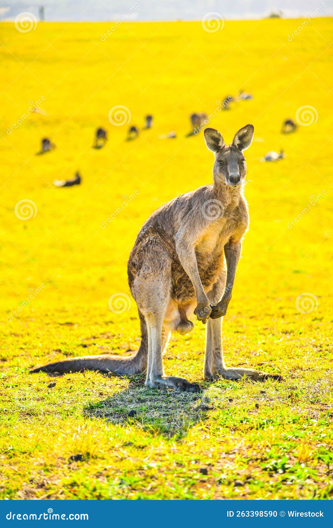 Vertical Shot of a Kangaroo on Yellow Grass. Stock Photo - Image of ...