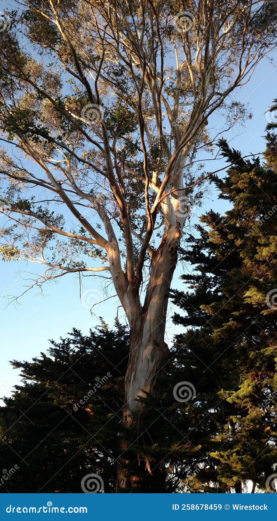 Vertical Shot of a Karri Tree (Eucalyptus Diversicolor) with Pine Trees ...