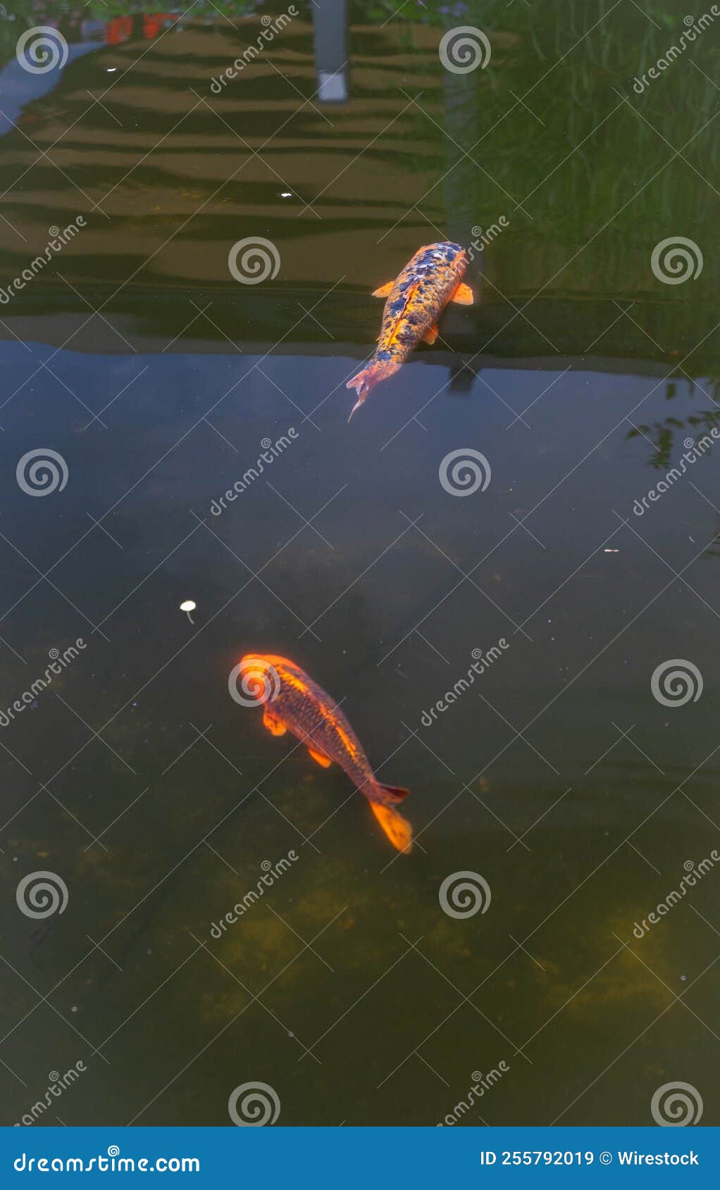Vertical Shot of Koi Fish Swimming in the Pond. Stock Image - Image of ...