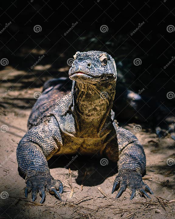 Vertical Shot Of A Komodo Dragon In The Sunlight Stock Image Image Of