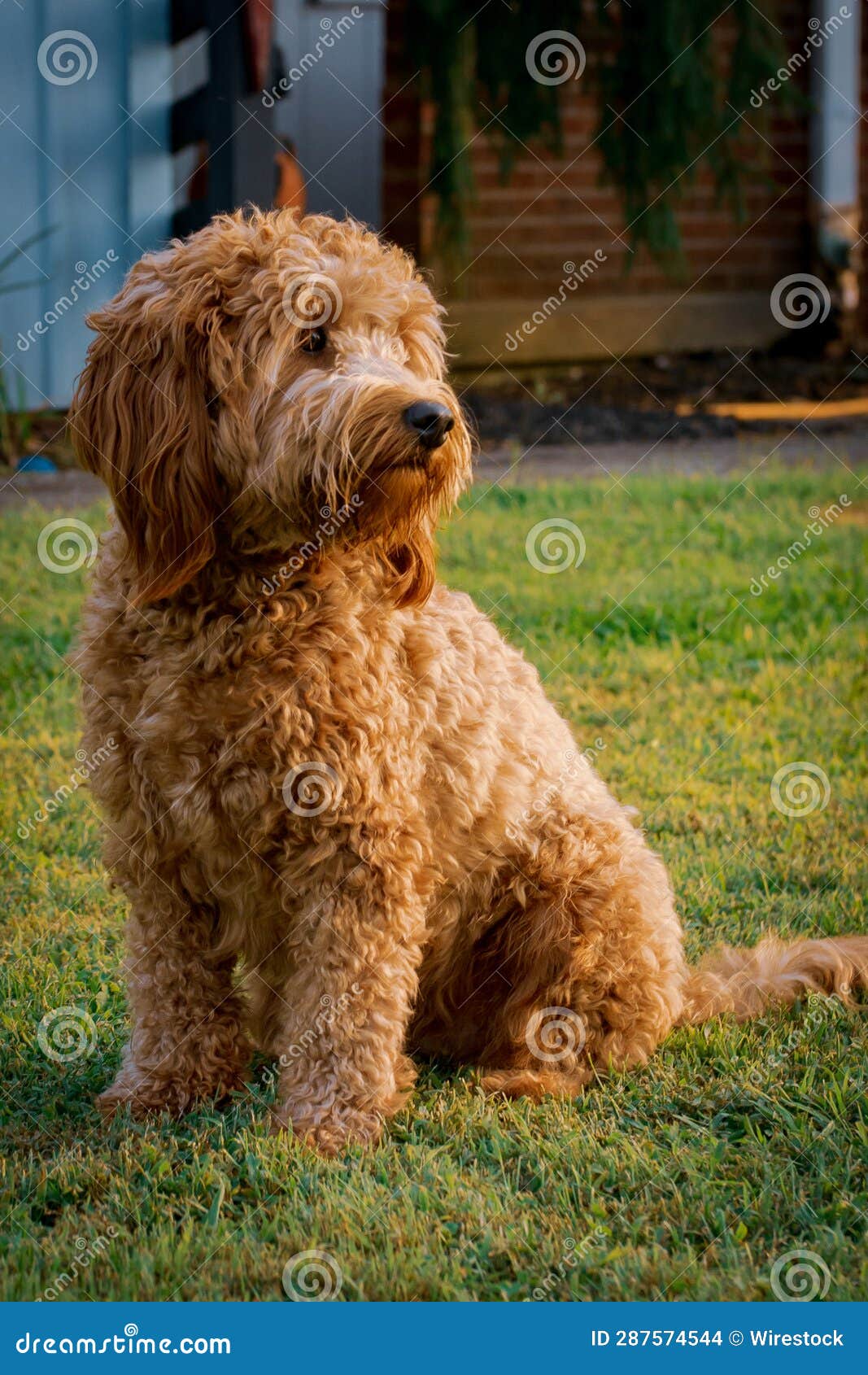 Vertical Shot of a Labradoodle Sitting on the Grass Stock Photo - Image ...