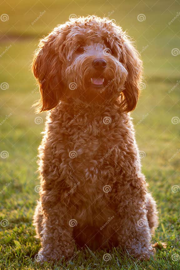 Vertical Shot of a Labradoodle Sitting on the Grass Stock Photo - Image ...