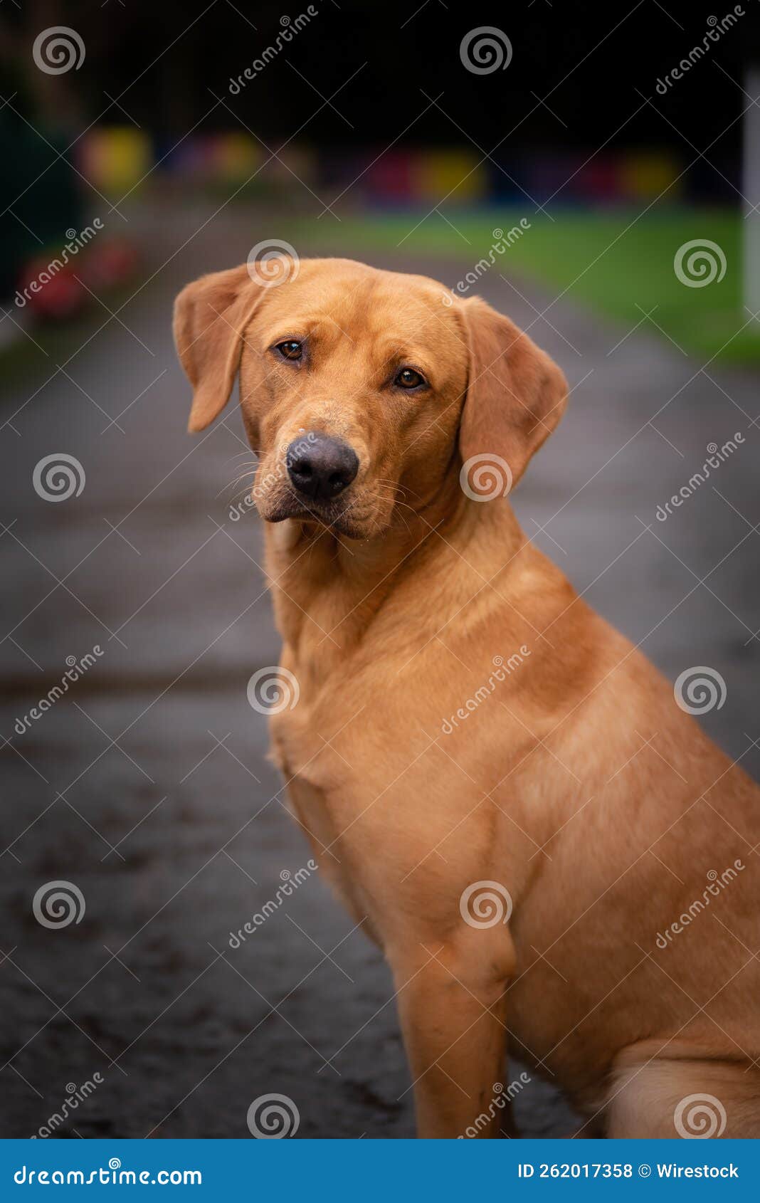 Vertical Shot of a Labrador Sitting Outsi Stock Photo - Image of breed ...