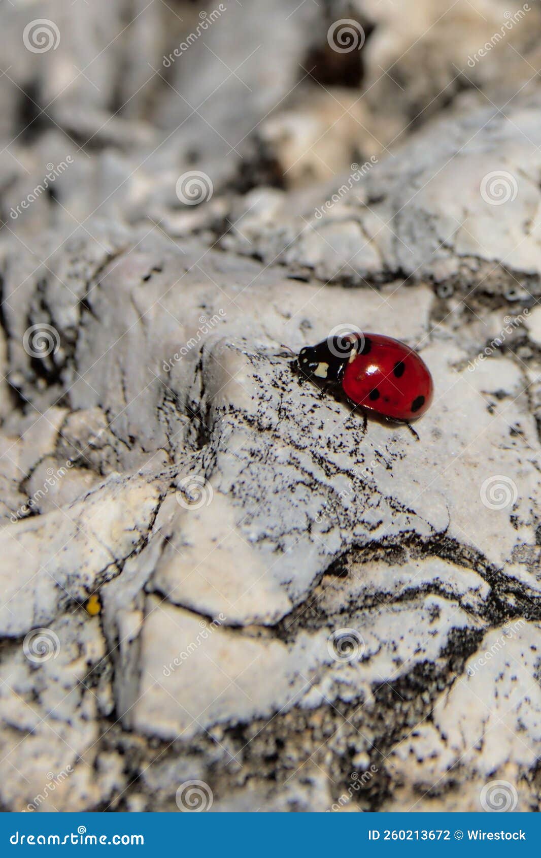Vertical Shot of Ladybug Crawling on Stone Stock Photo - Image of stone ...
