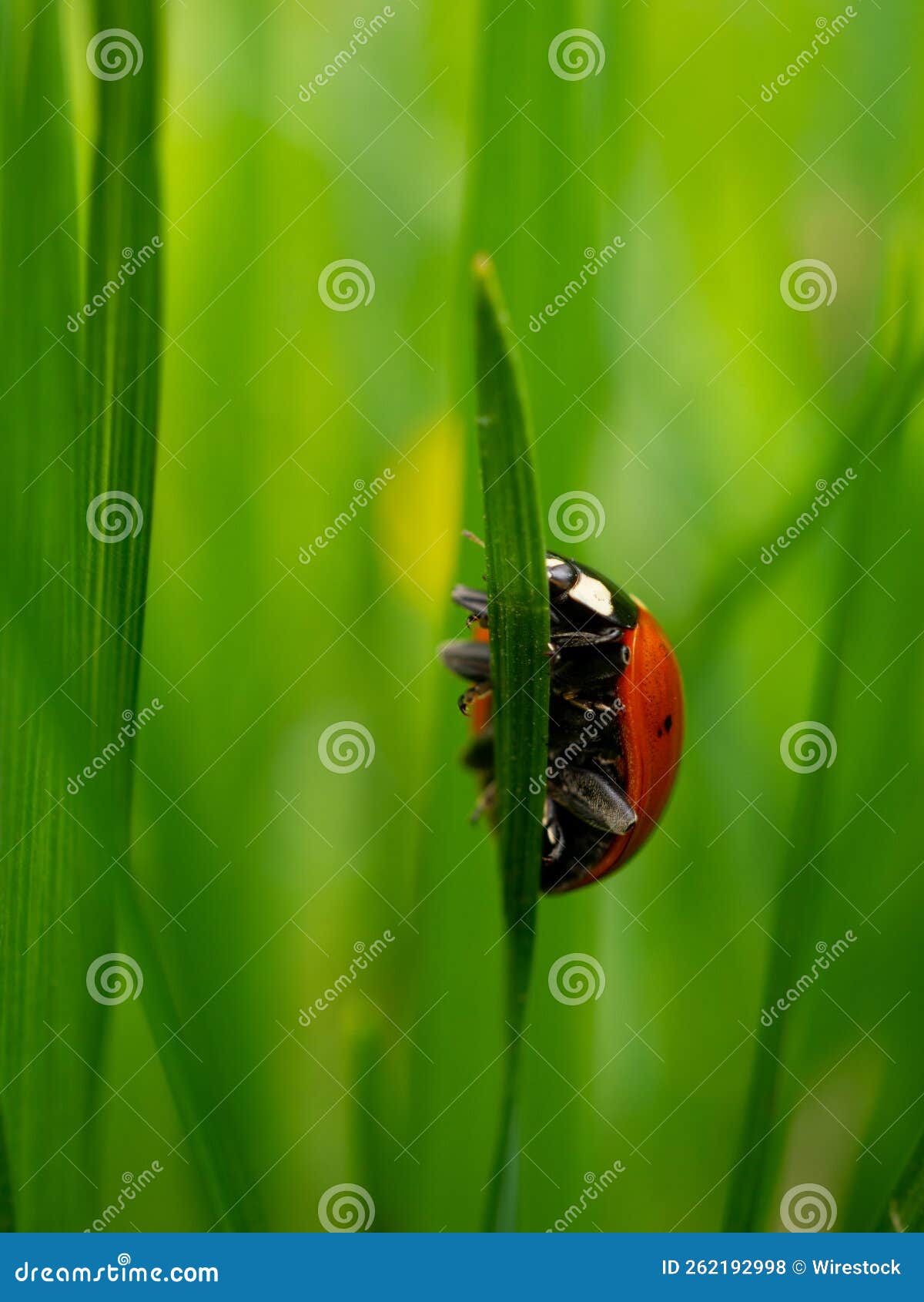 Vertical Shot of a Ladybug on Grass Stock Photo - Image of entomology ...