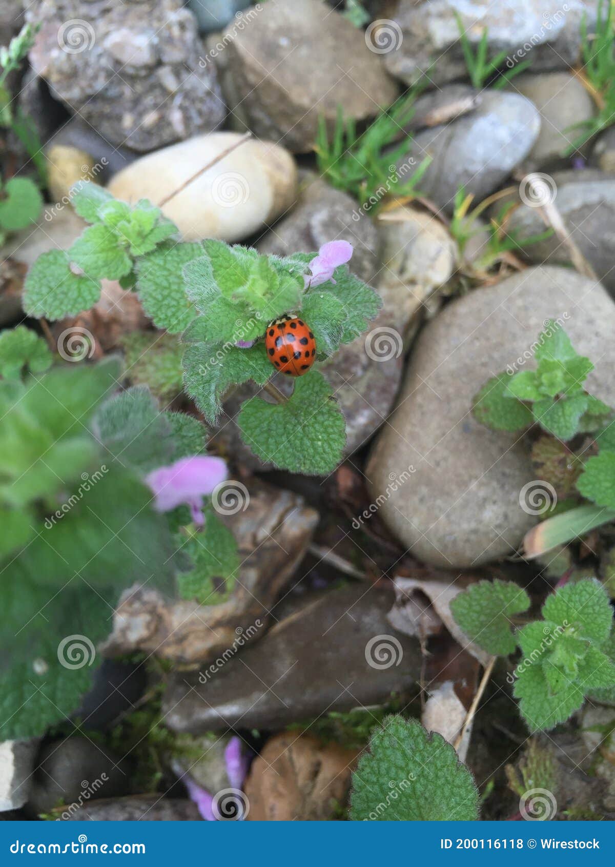 Vertical Shot of a Ladybug on Green Leaf Stock Photo - Image of flora ...