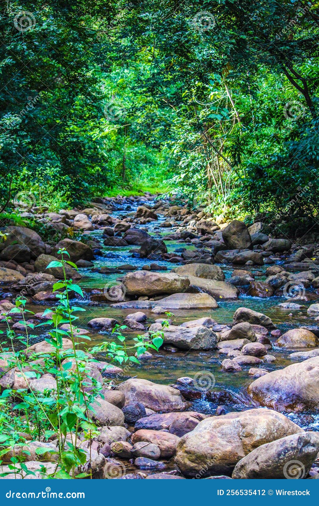 Vertical Shot of a Lake Covered with Rocks in a Forest Stock Photo ...