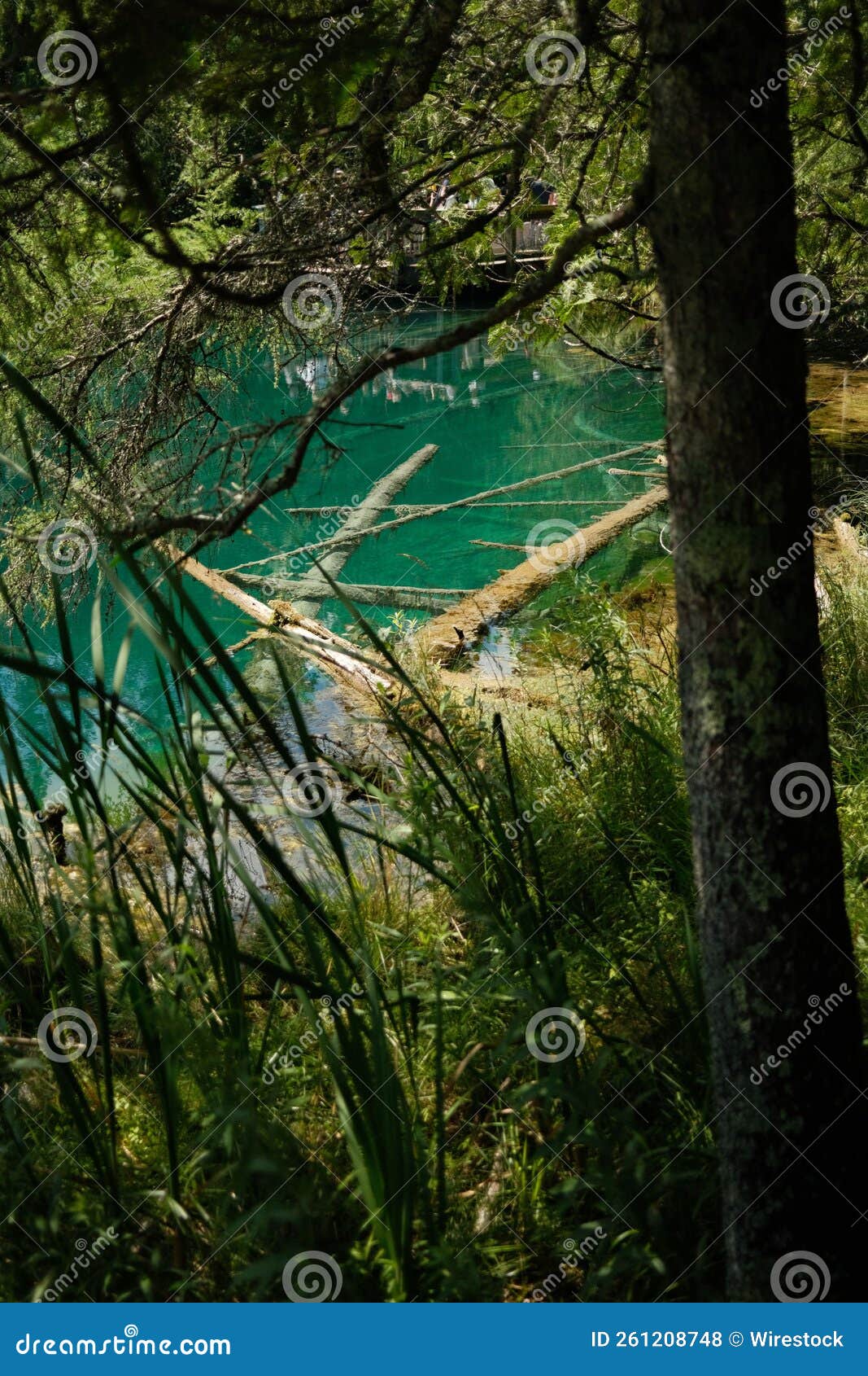 Vertical Shot of a Lake through Tree Branches and Grass Stock Photo ...