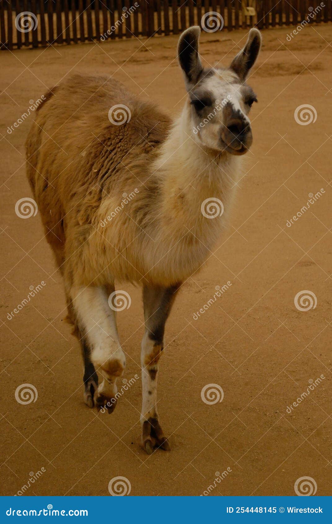 Vertical Shot of a Lama Walking on Sands Stock Image - Image of wildlife, walking: 254448145