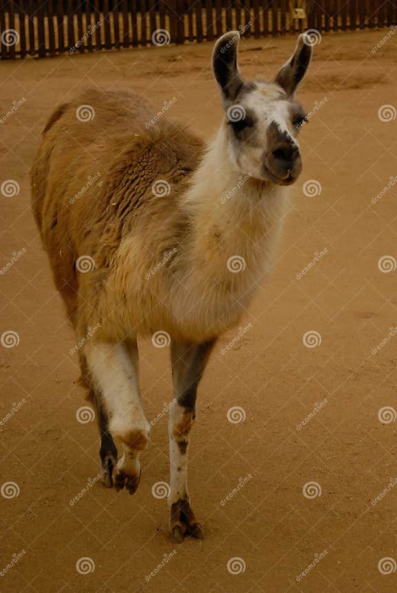 Vertical Shot of a Lama Walking on Sands Stock Image - Image of ...
