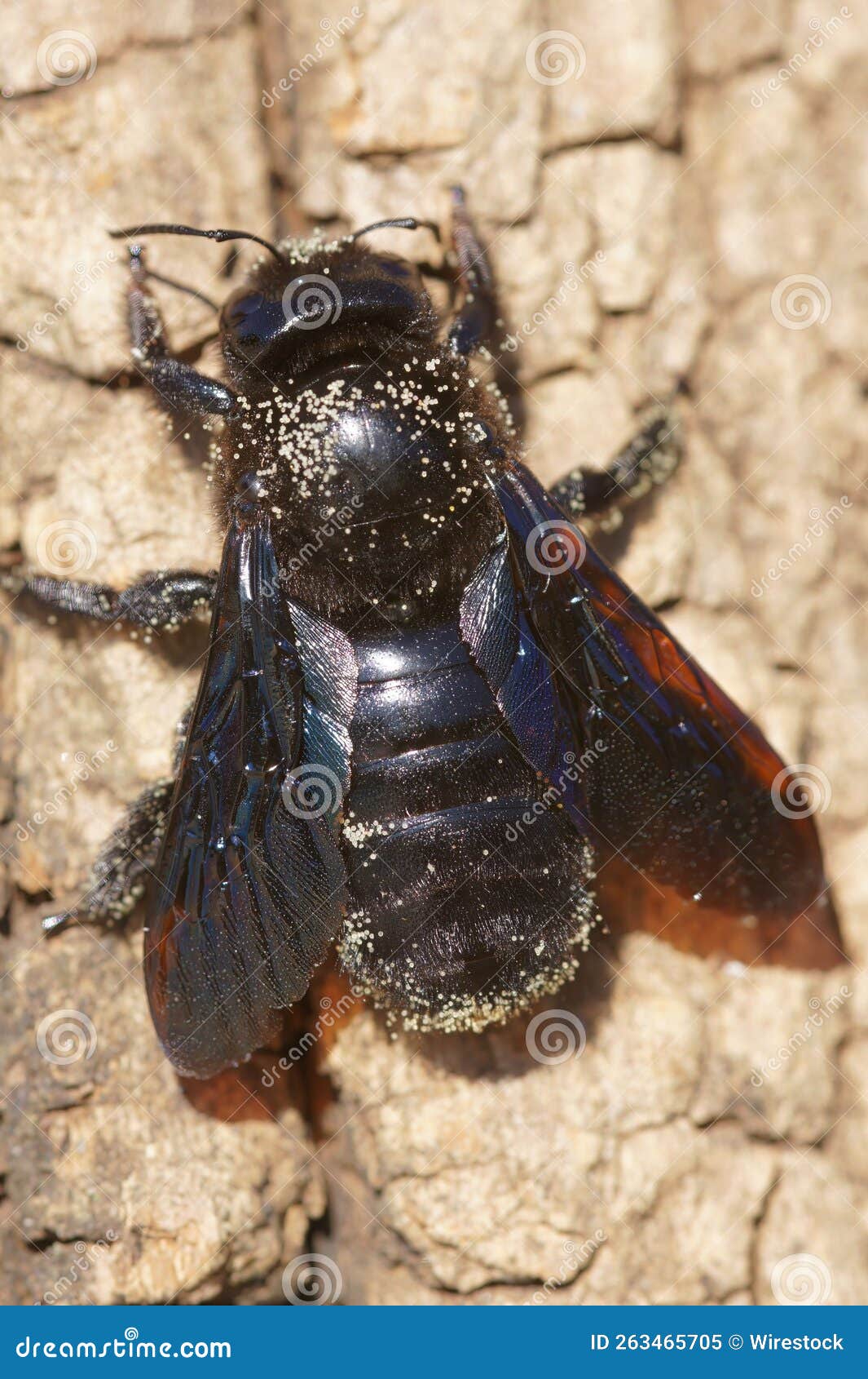 Vertical Shot of a Large Black Carpenter Bee on Wood in a Field Under ...