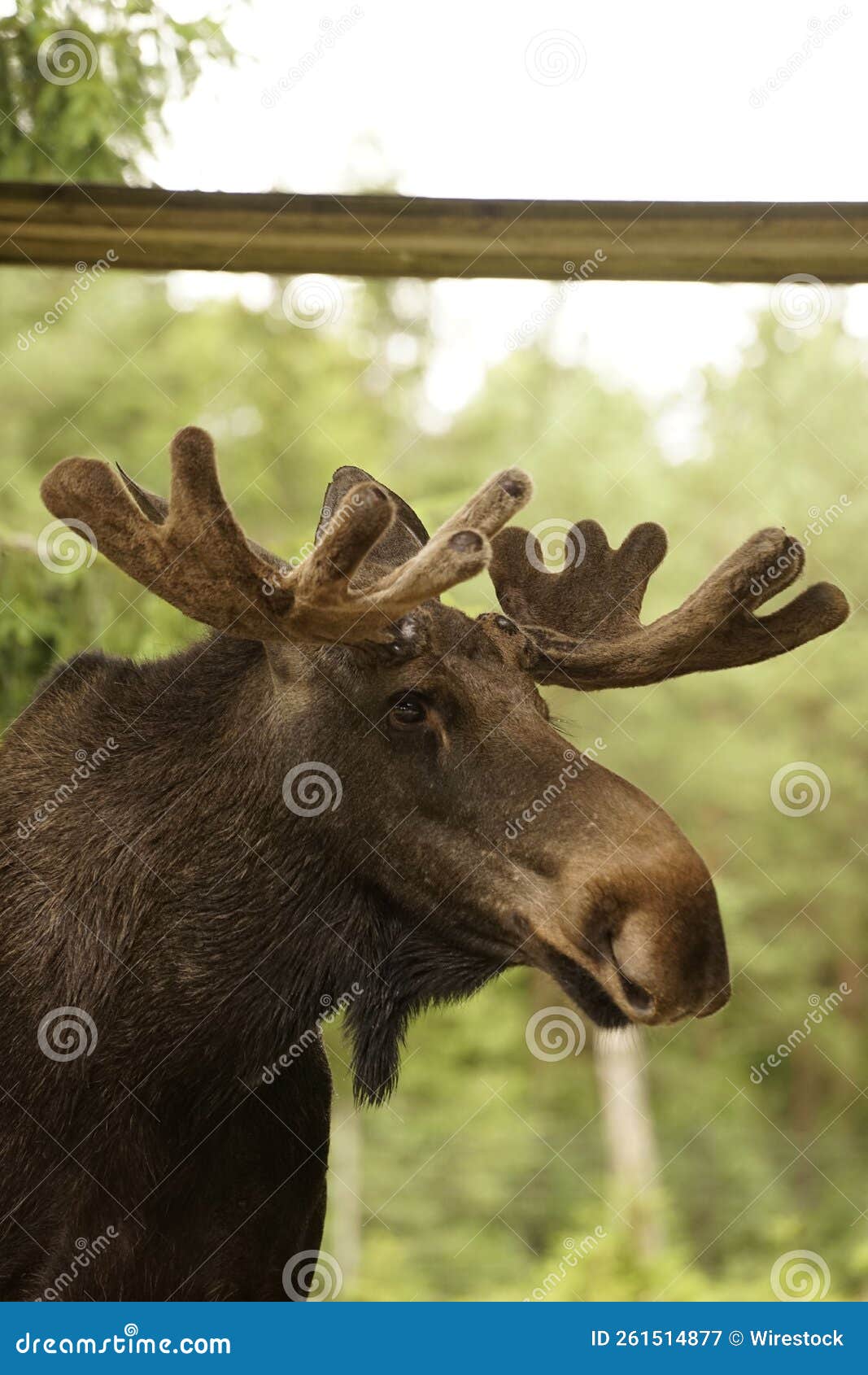 Vertical Shot of a Large Brown Moose in a Park Stock Image - Image of ...
