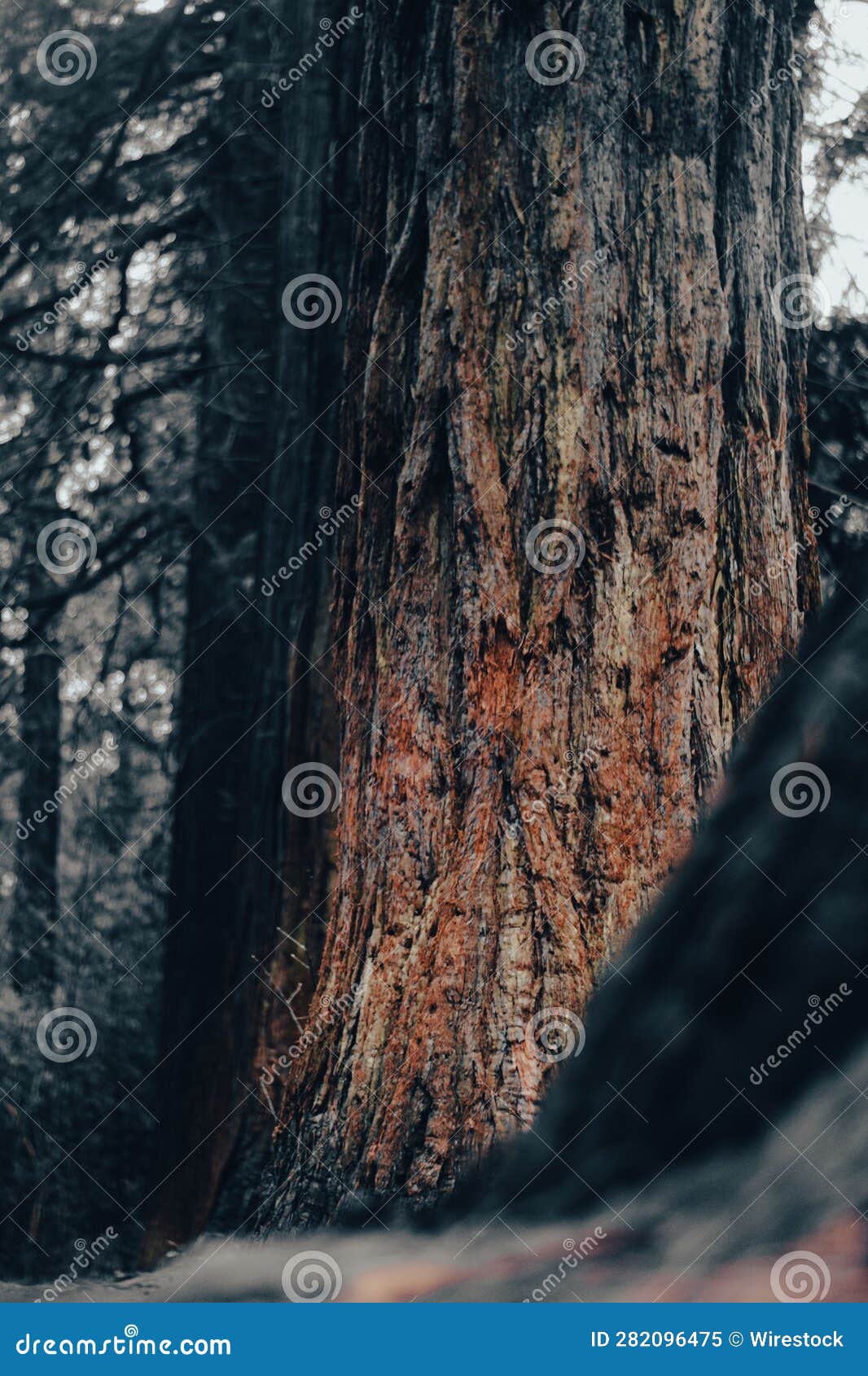 Vertical Shot of a Large, Majestic Tree with a Stout Trunk and Branches ...
