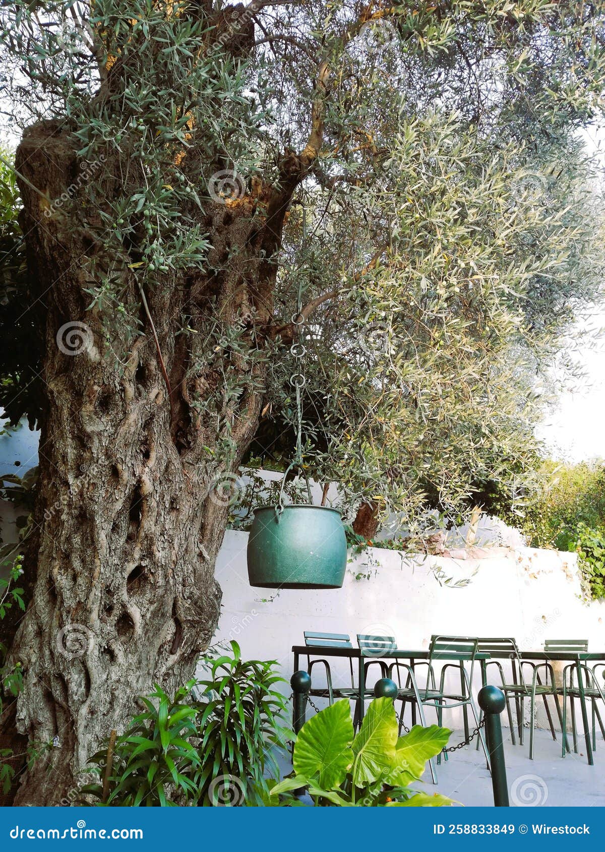 Vertical Shot of a Large Olive Tree Growing in a Garden Stock Image ...