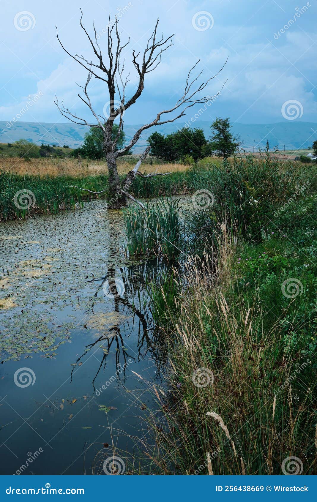 Vertical Shot of a Leafless Tree in the Swamp. Stock Image - Image of ...