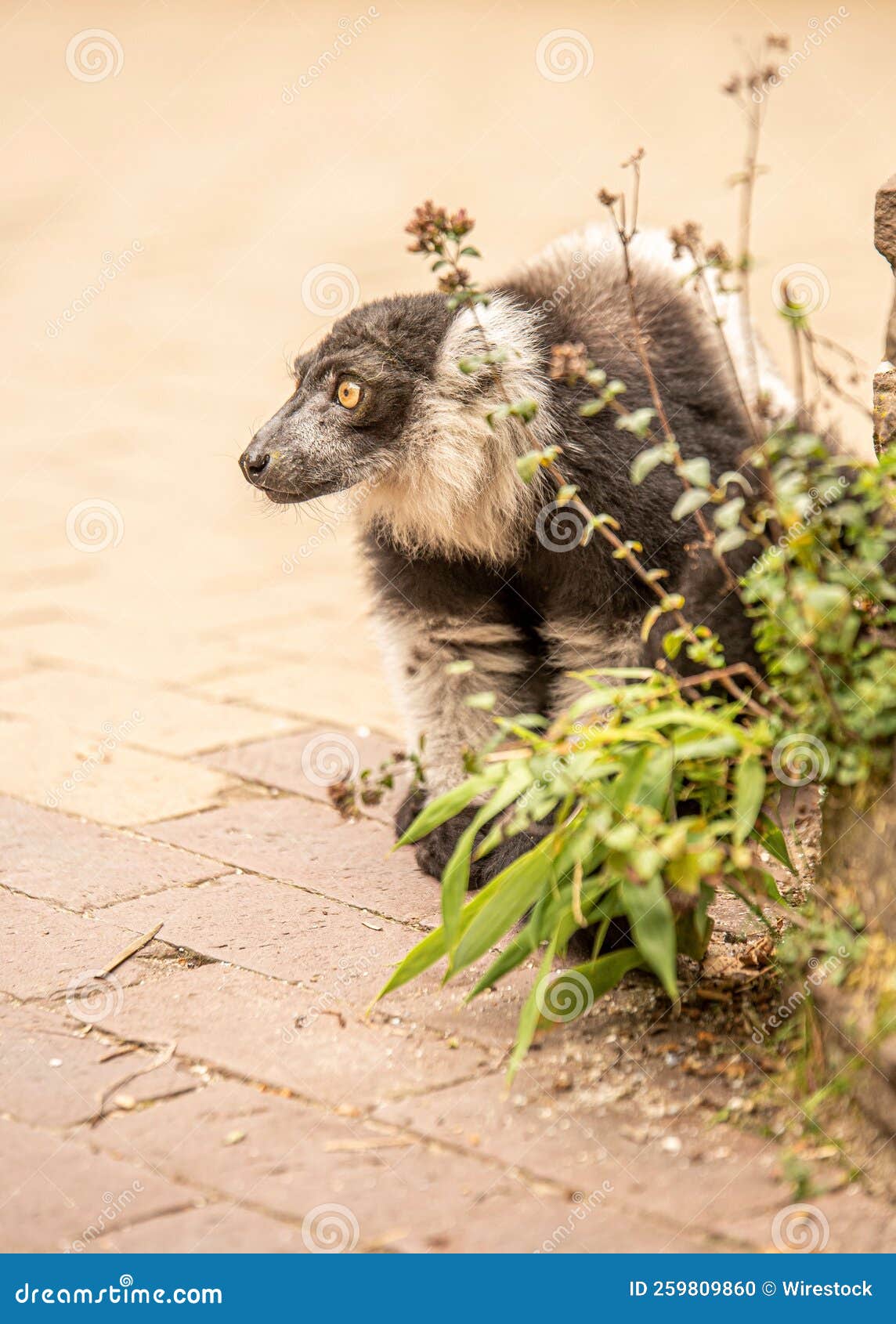 Vertical Shot of a Lemur Looking Aside Hiding Behind a Bush Stock Photo ...