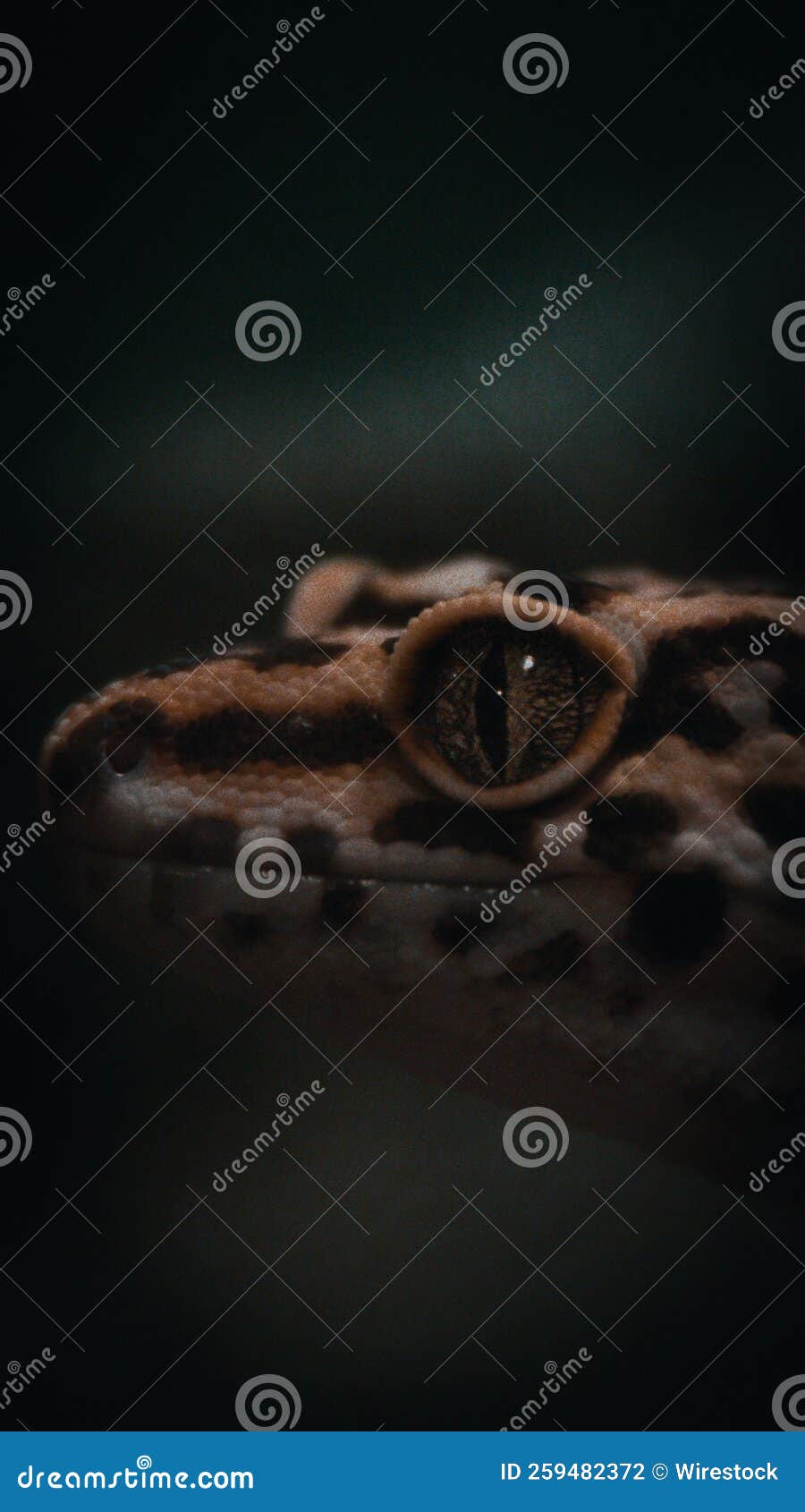 A Leopard Gecko Head with a Bright Eye Stock Photo - Image of vertical ...