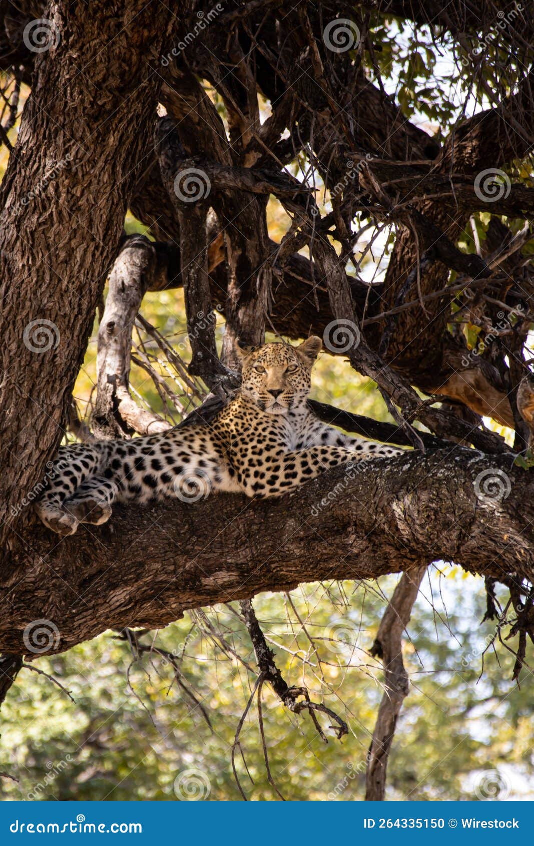 Vertical Shot of a Leopard Lying on a Tree in Botswana Stock Photo ...