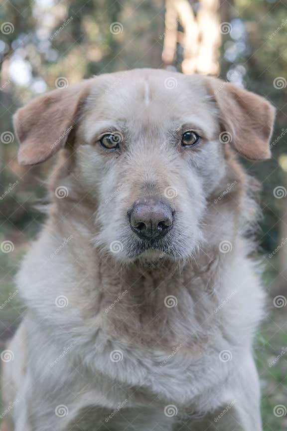 Vertical Shot of a Light Brown Dog in the Forest Stock Photo - Image of ...