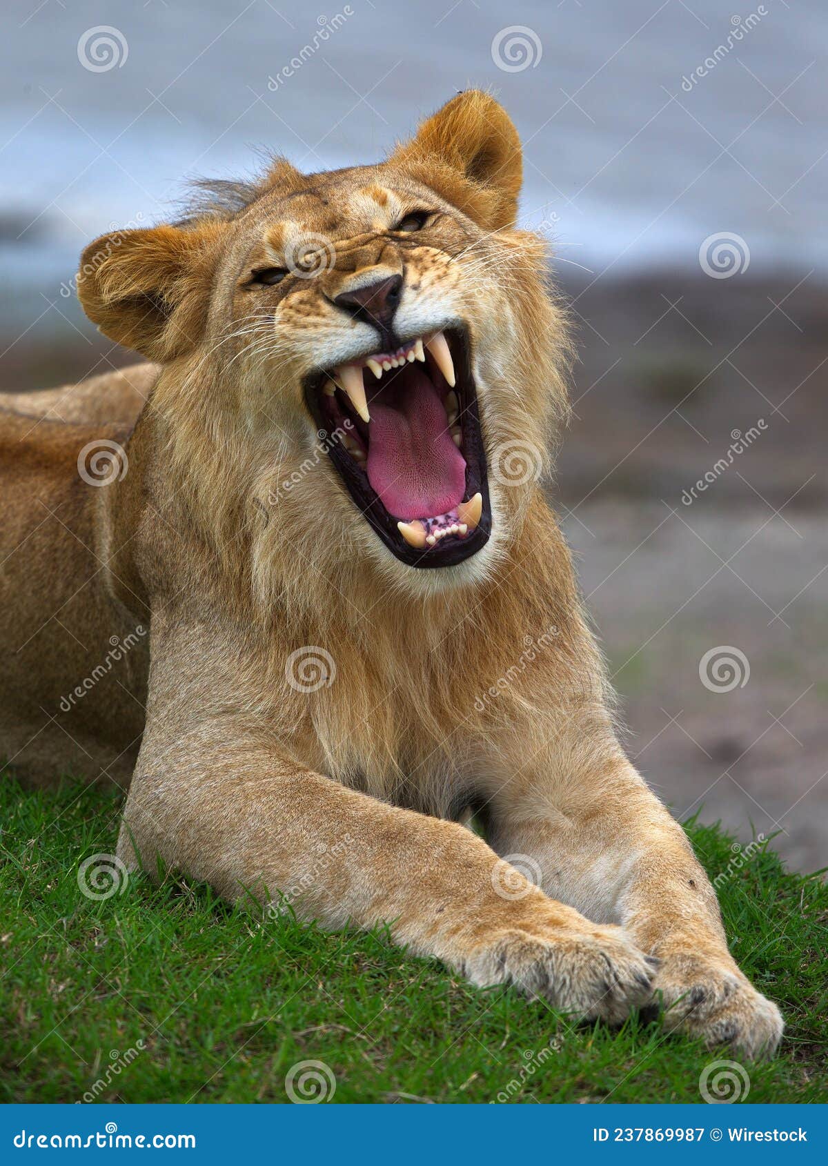 Vertical shot of a lion stock image. Image of scenic - 237869987