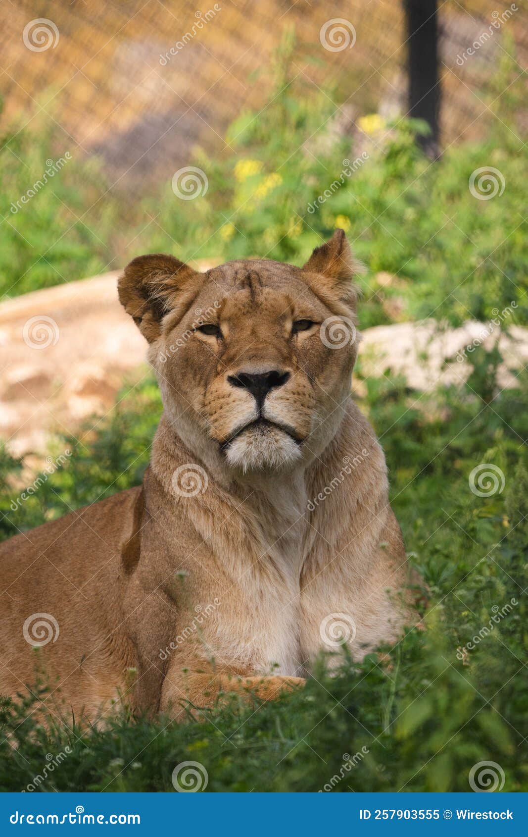 Vertical shot of a lion stock image. Image of animal - 257903555