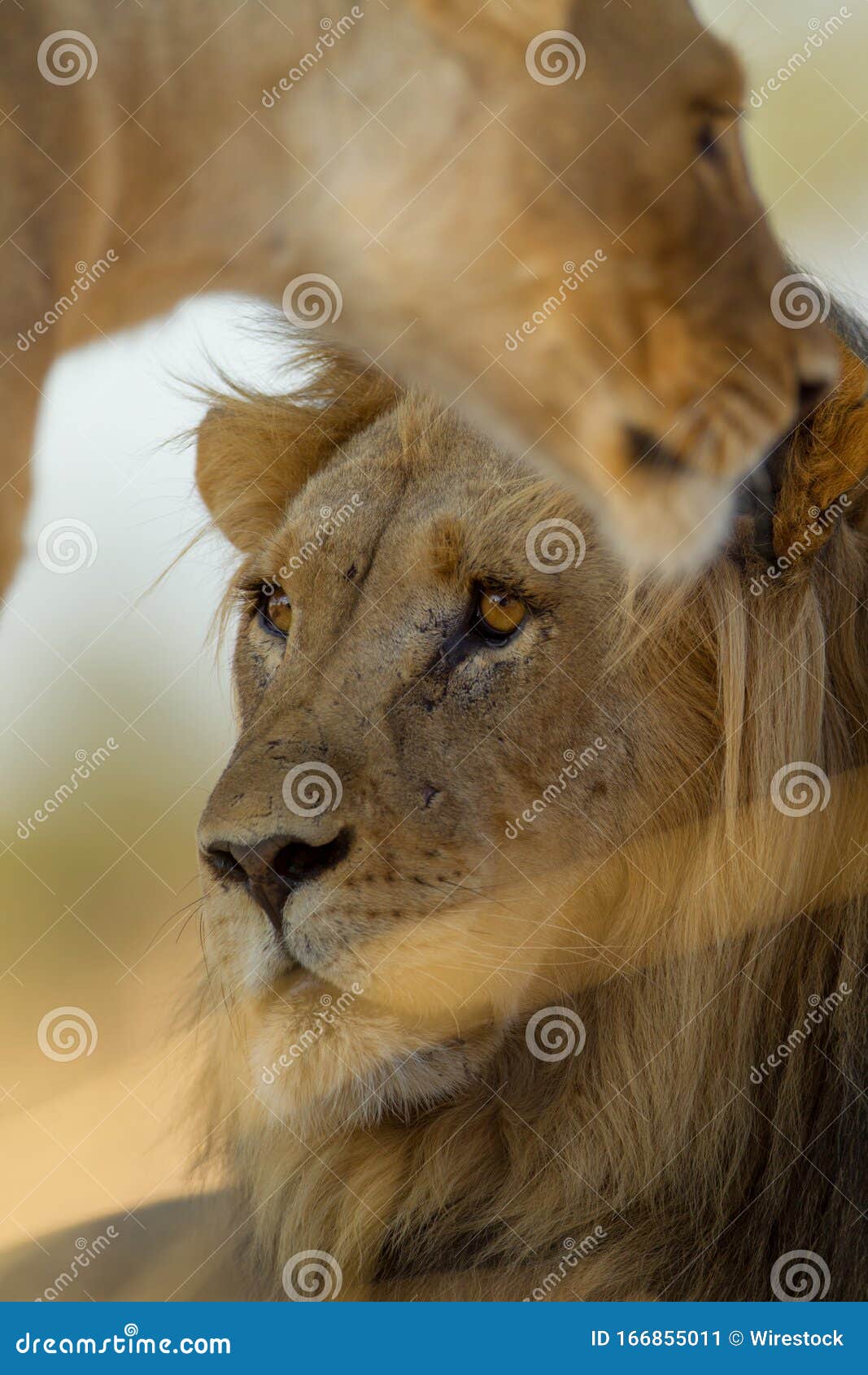 Vertical Shot of a Lion and a Lioness Captured in the Desert Stock ...