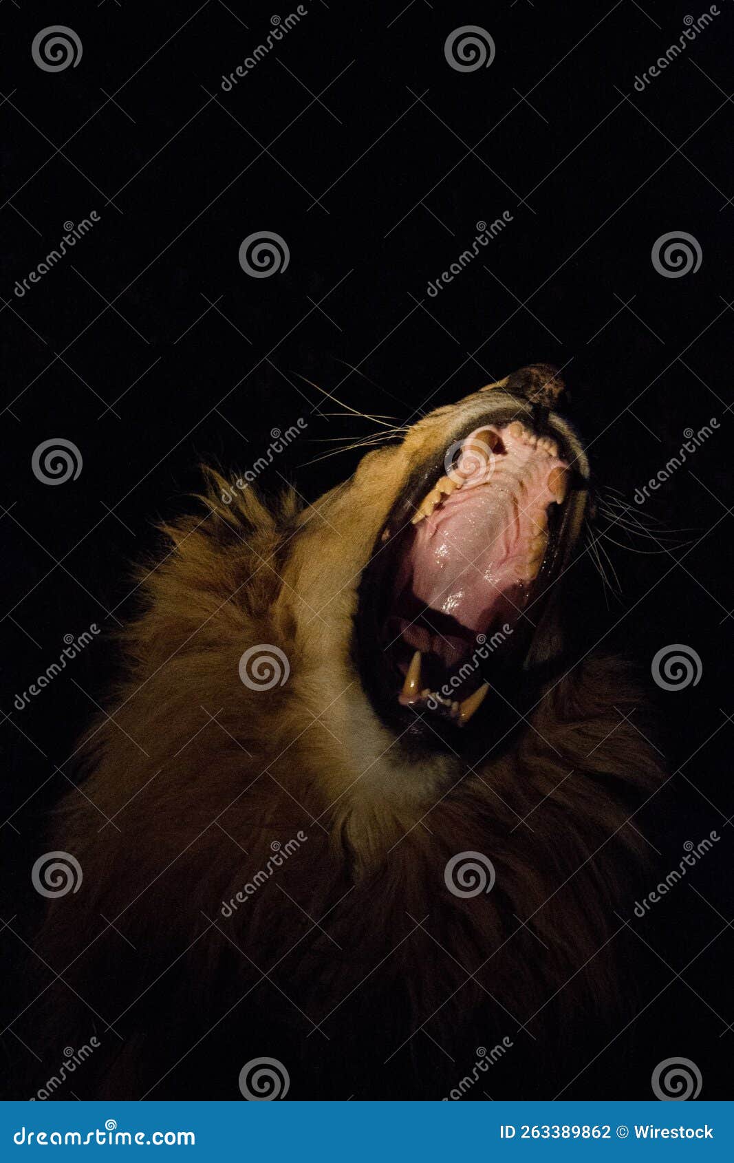 Vertical Shot of a Lion Roaring and Showing Its Sharp Teeth, Isolated ...