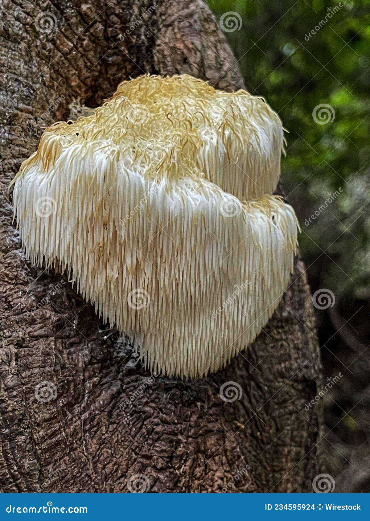 Vertical Shot of Lion S Mane Growing on a Tree with a Blurry Background ...