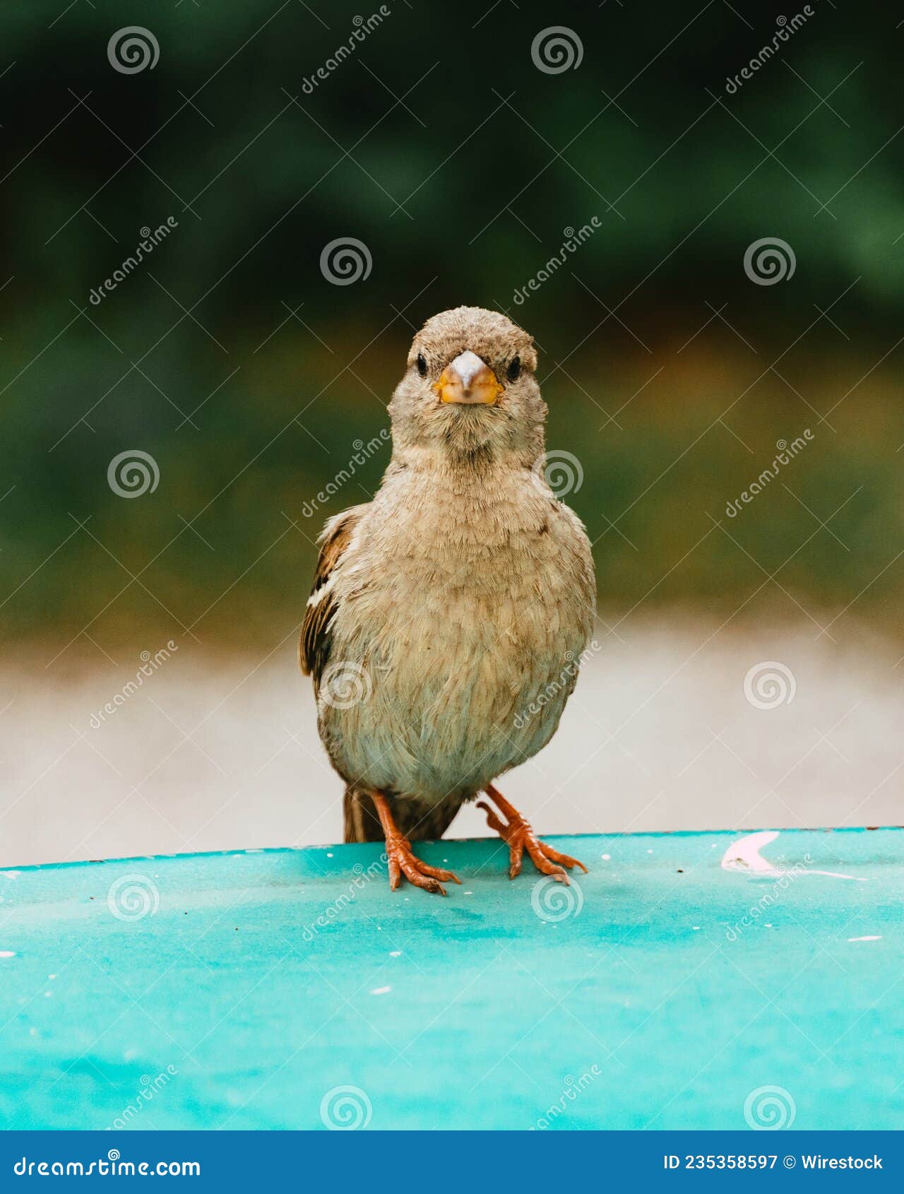 Vertical Shot of a Little Bird Looking Straight at the Camera Stock ...