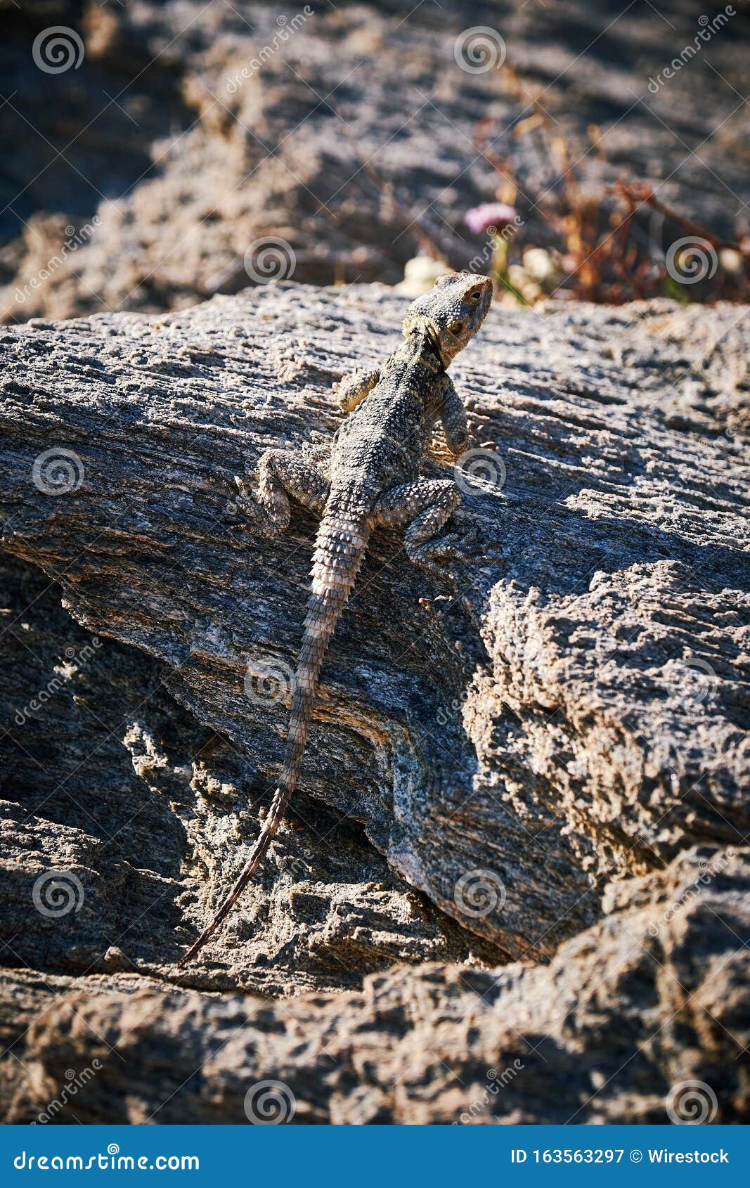 Vertical Shot of a Lizard Camouflaging on a Textured Stone Under the ...