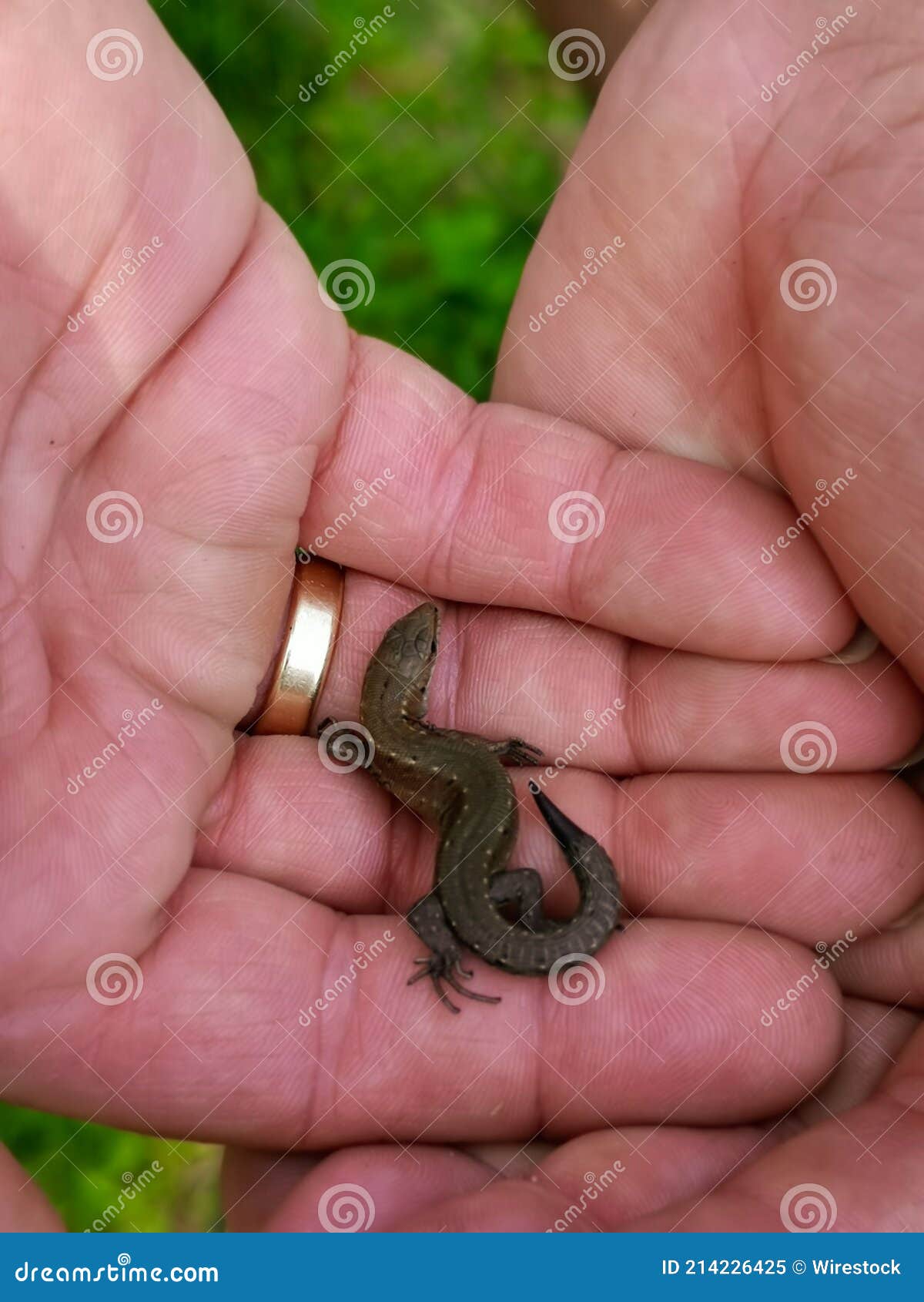 Vertical Shot of a Lizard in the Hands of a Man Stock Image - Image of ...