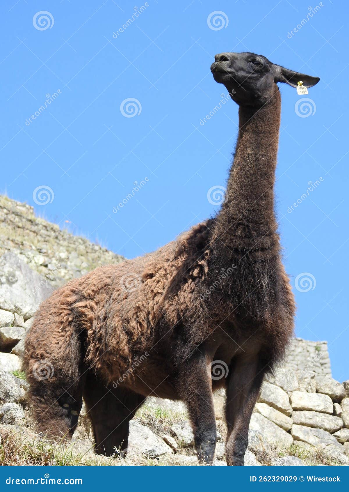 Vertical Shot of a Llama in Machu Picchu Stock Image - Image of picchu ...