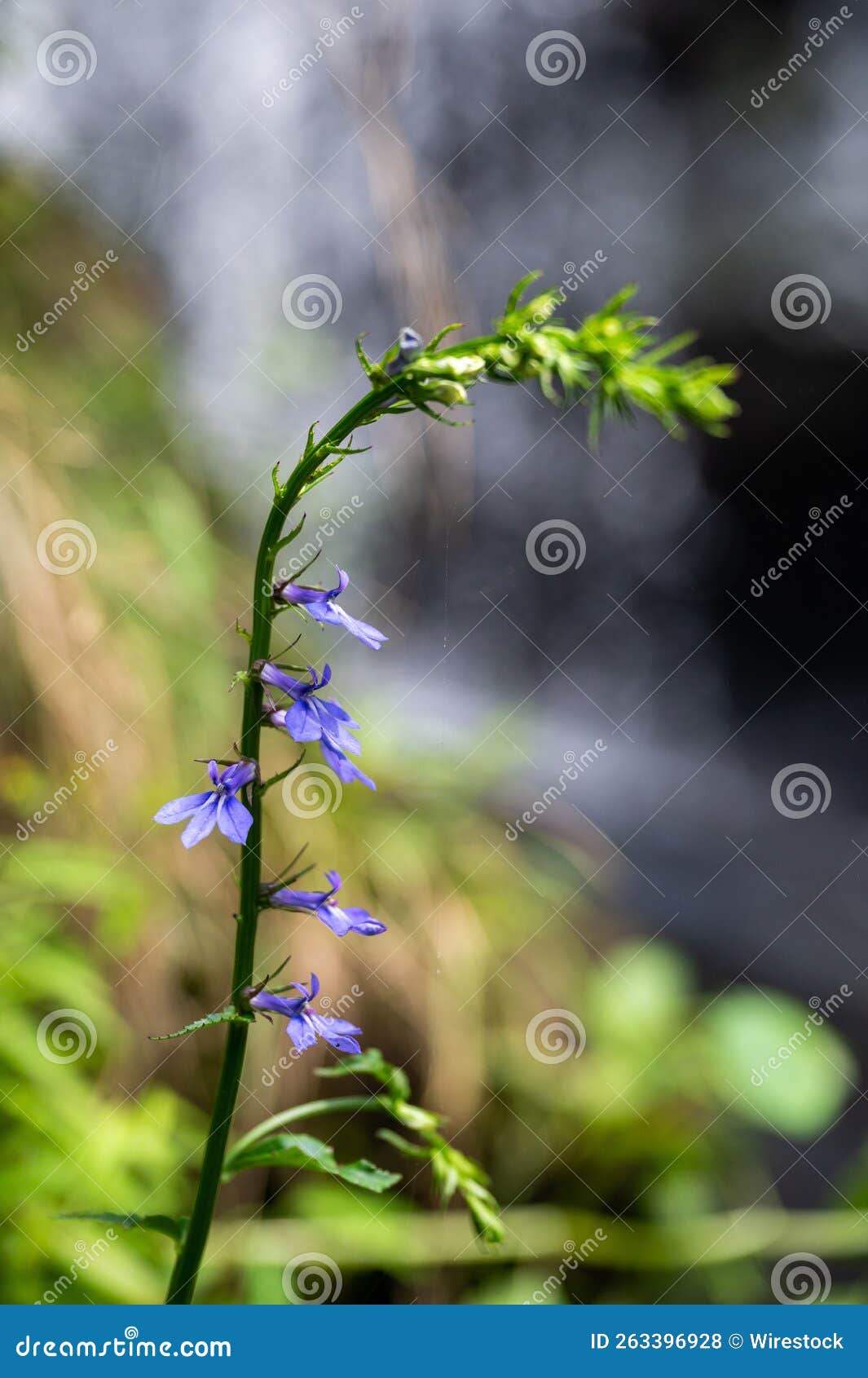 Vertical Shot of a Lobelia Puberula Flower Stock Photo - Image of ...
