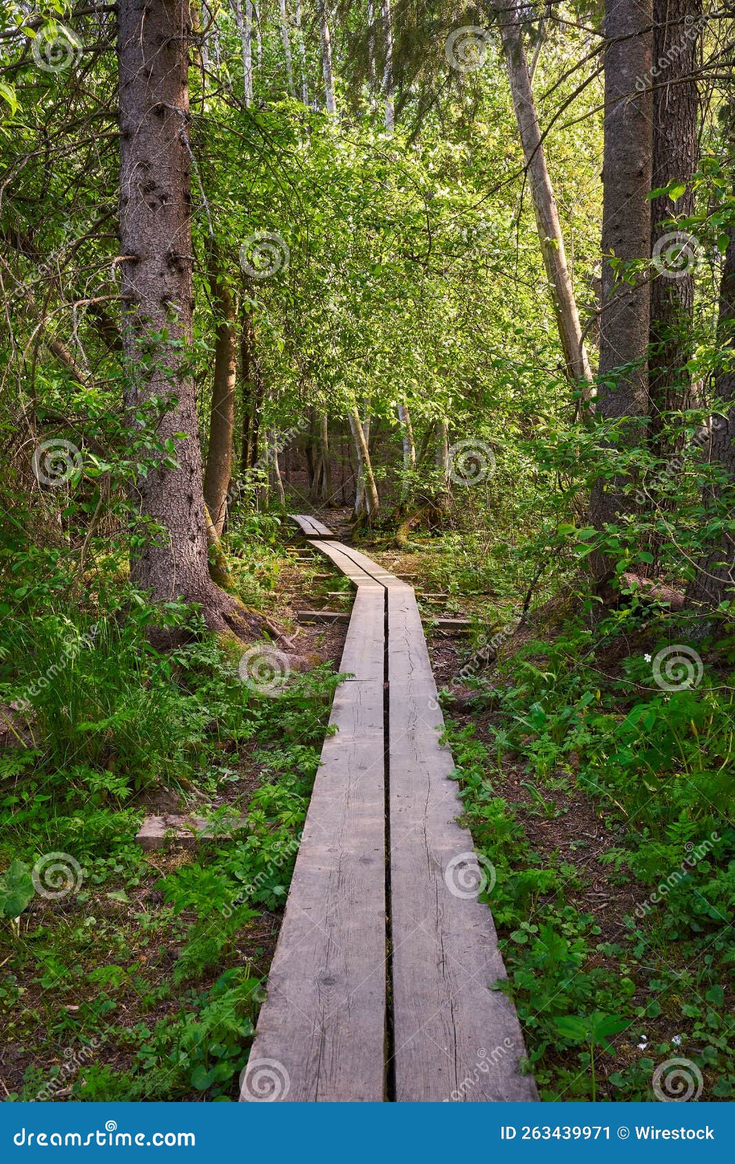 Vertical Shot of a Long Boardwalk Footpath in a Forest Stock Image ...